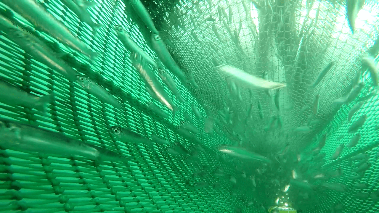 Seaspiracy 2: The Solutions - CatchCam Technologies