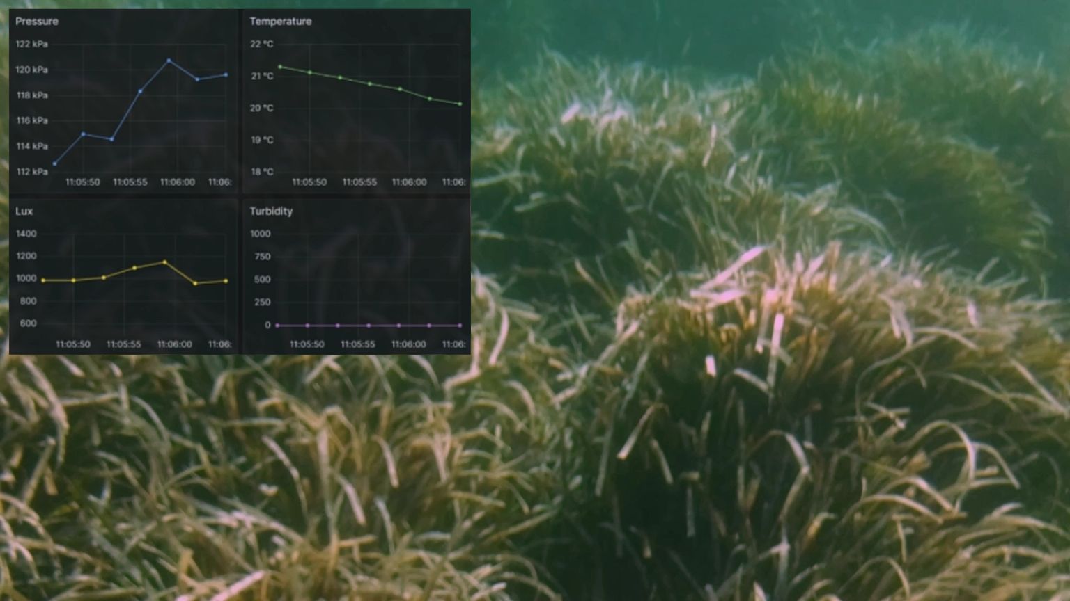 Can We Farm Seagrass? Monitoring Offshore Seagrass Restoration Project