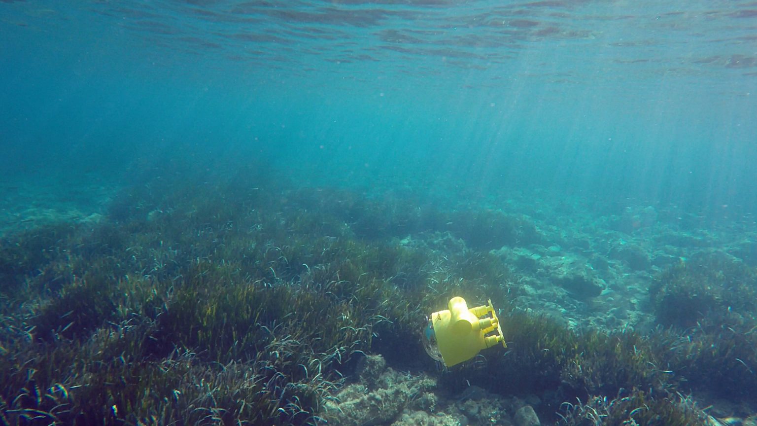 Can We Farm Seagrass? Monitoring Offshore Seagrass Restoration Project